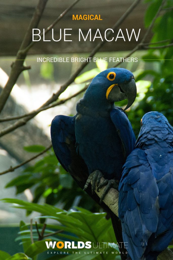 Blue Macaw – Beyond Blue Beauty