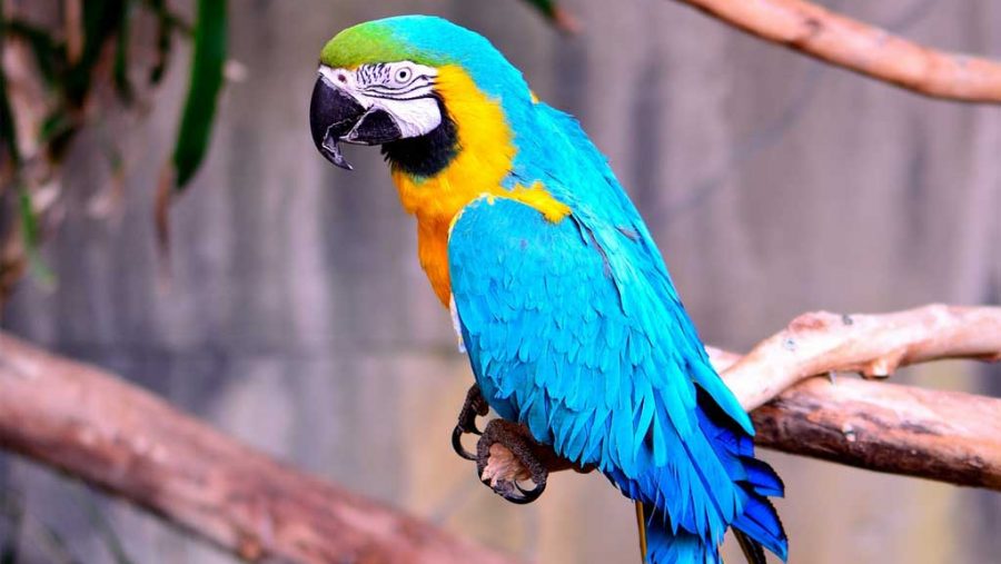 Hahns Macaw (Diopsittaca/Ara Nobilis) | Facts to Know - 2026
