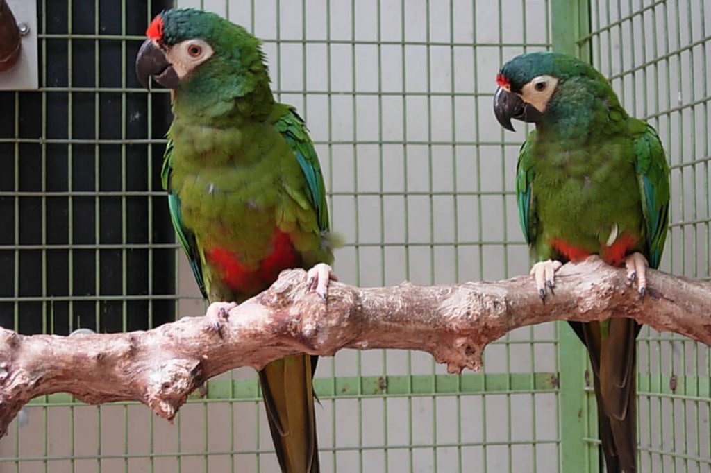 18 Different Species of Macaws in The World