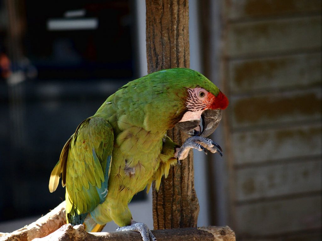 18 Different Species of Macaws in The World