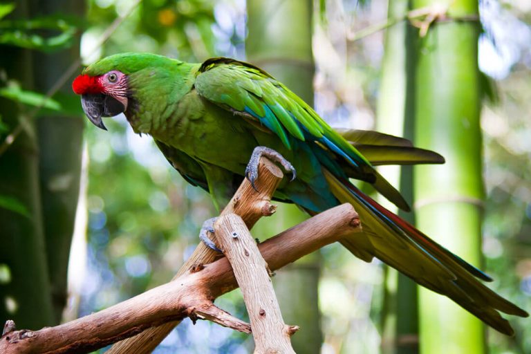 All 17 Types of Macaws: Species and Facts to Know About - 2025