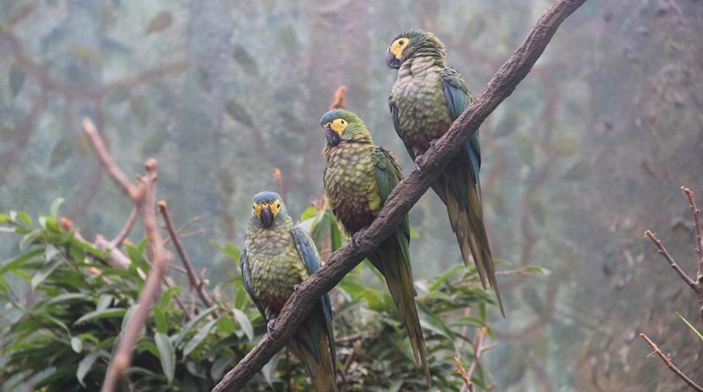18 Different Species of Macaws in The World