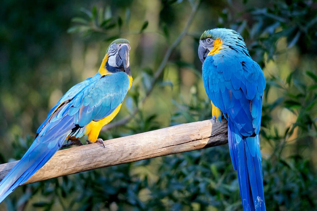 All 17 Types of Macaws: Species and Facts to Know About - 2025