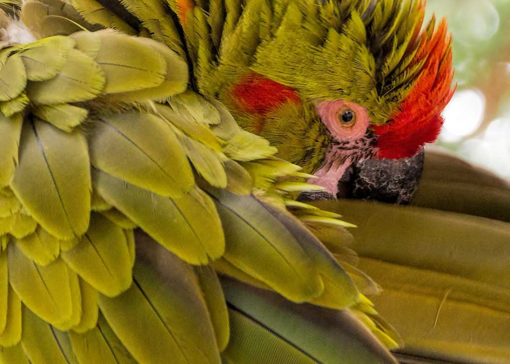 Red Fronted Macaw: Interesting Facts Worth to Know