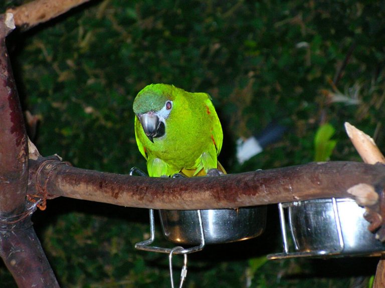 Hahns Macaw (Diopsittaca/Ara Nobilis) | Facts to Know - 2026