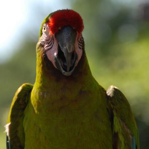 Military Macaw (Ara militaris) - Facts to Know About
