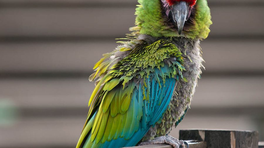 Glaucous Macaw(Anodorhynchus glaucus) - The Rarest Bird