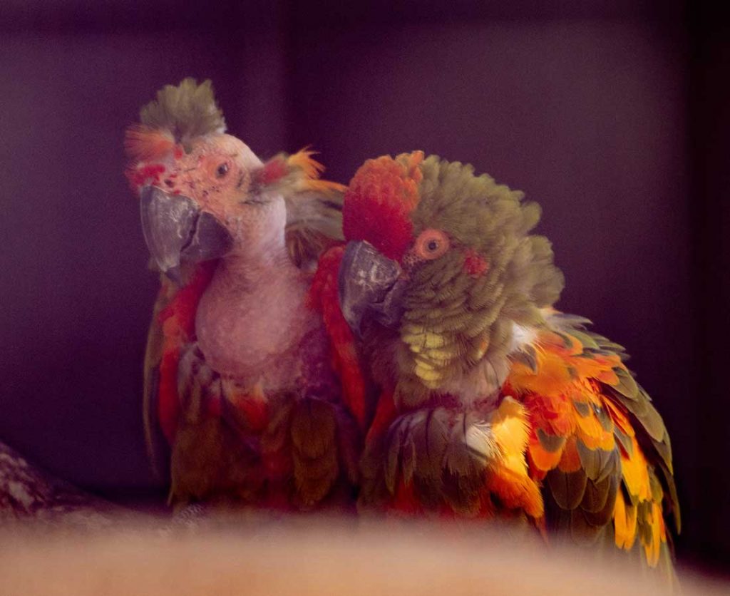 Red Fronted Macaw: Interesting Facts Worth to Know