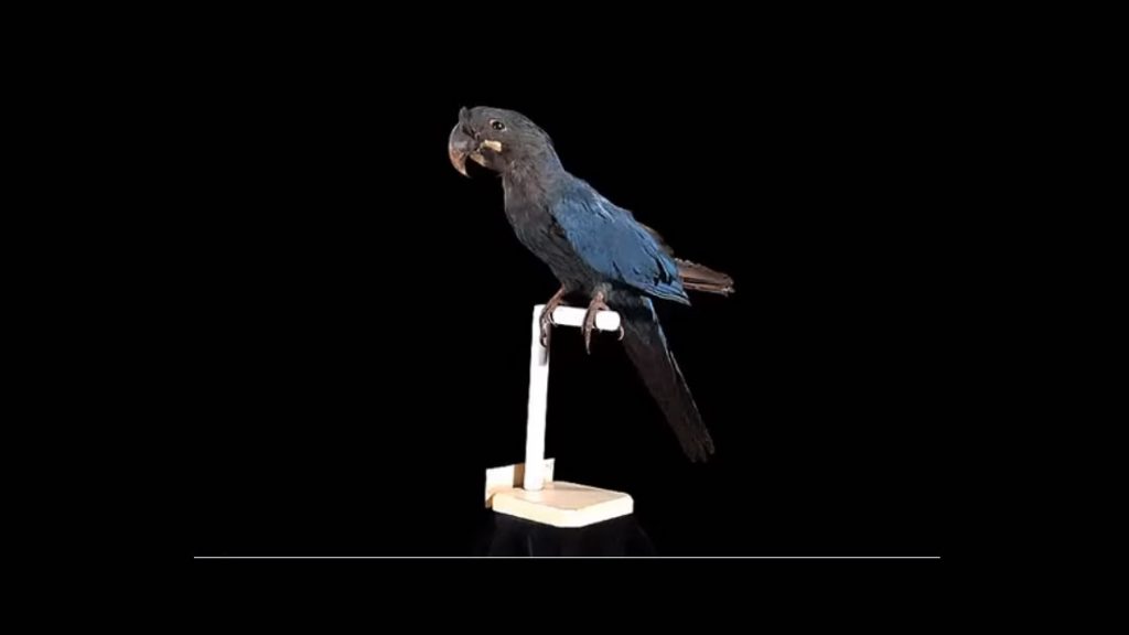 Glaucous Macaw (Anodorhynchus glaucus) - The Rarest Bird 2026