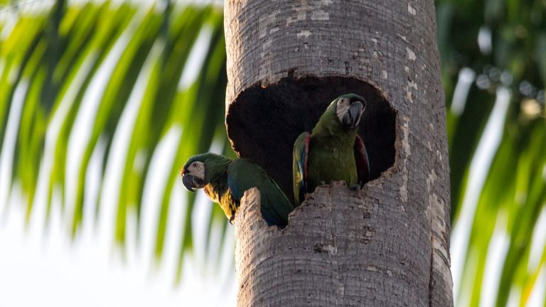 Types of Macaws: Species and Facts to Know About