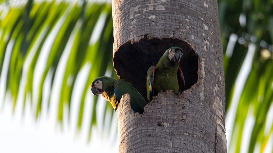 Types of Macaws: Species and Facts to Know About