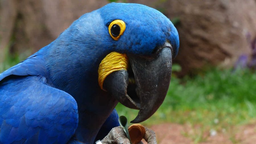 18 Different Species of Macaws in The World
