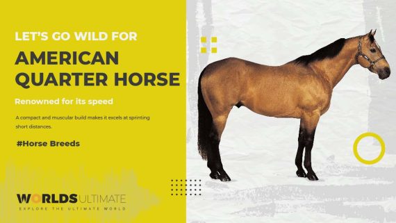 Top 13 Horse Breeds in the World (History, Traits & Facts)