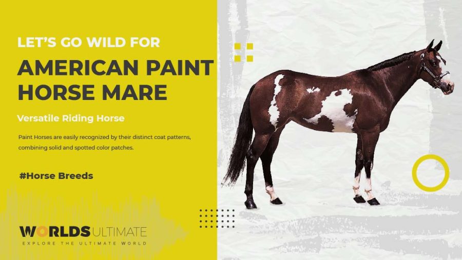 Top 13 Horse Breeds in the World (History, Traits & Facts)