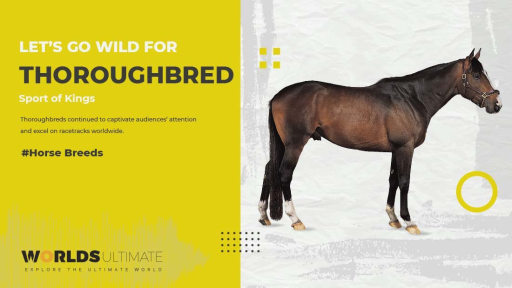 Top 13 Horse Breeds in the World (History, Traits & Facts)