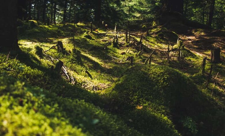 Deforestation Unveiled: A Comprehensive Exploration - Worlds Ultimate