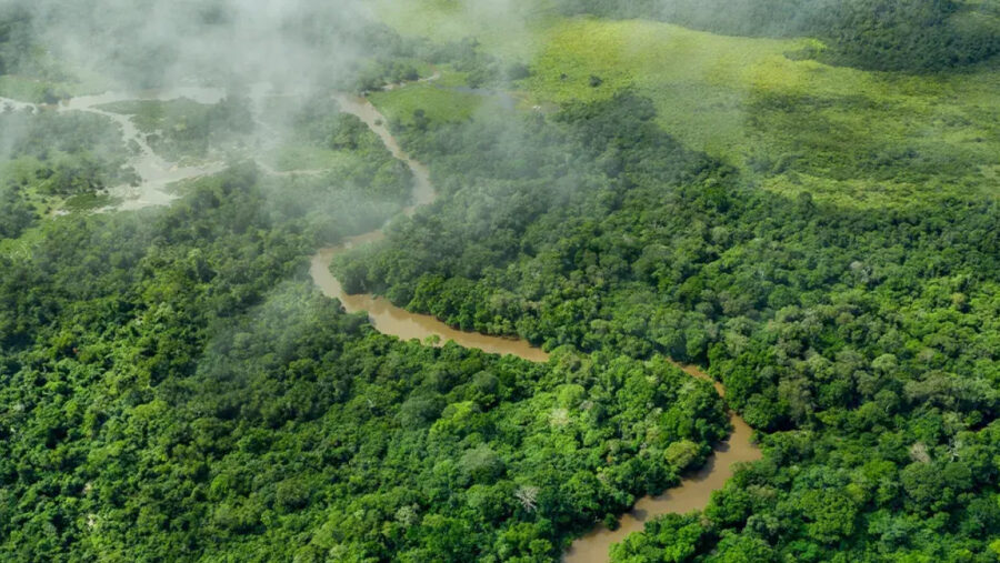 Top 12 Largest Rainforests in the World | 2025