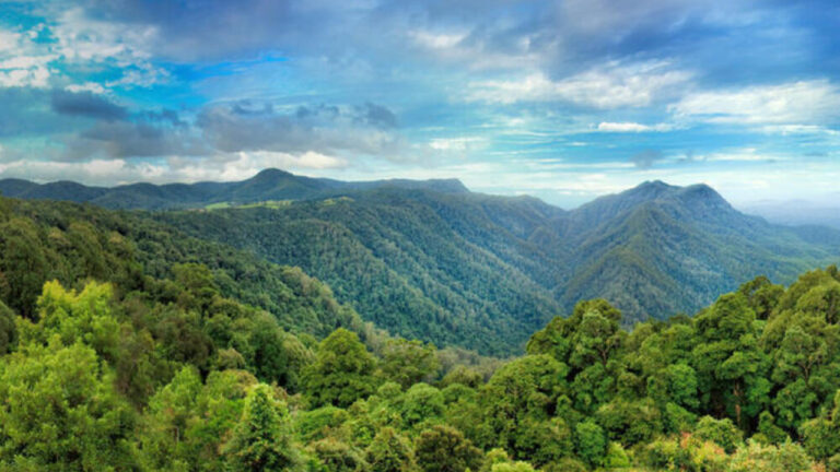 Top 12 Largest Rainforests in the World | 2026