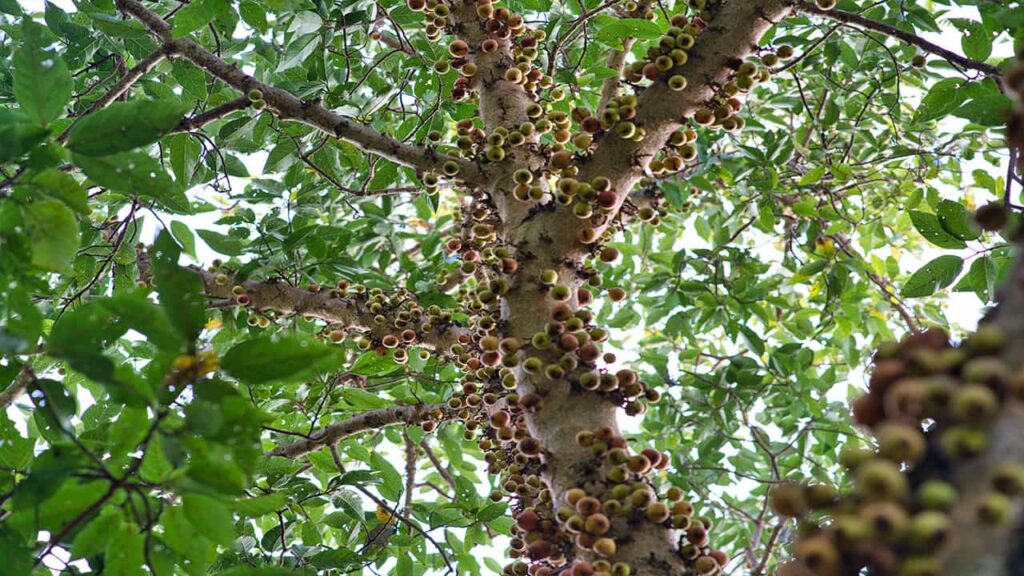 The Most Beautiful & Fascinating Amazon Rainforest Plants