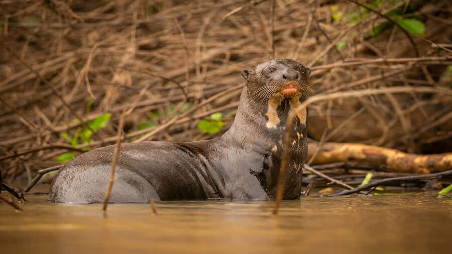 Unique Amazon Rainforest Animals to Spot in the Wild