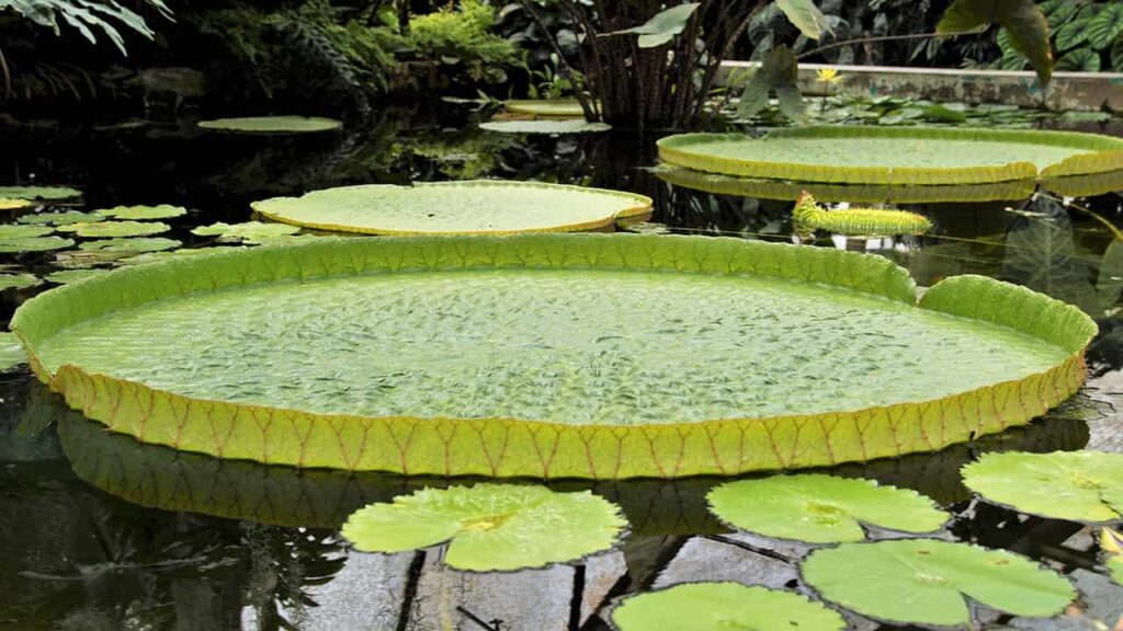 The Most Beautiful & Fascinating Amazon Rainforest Plants