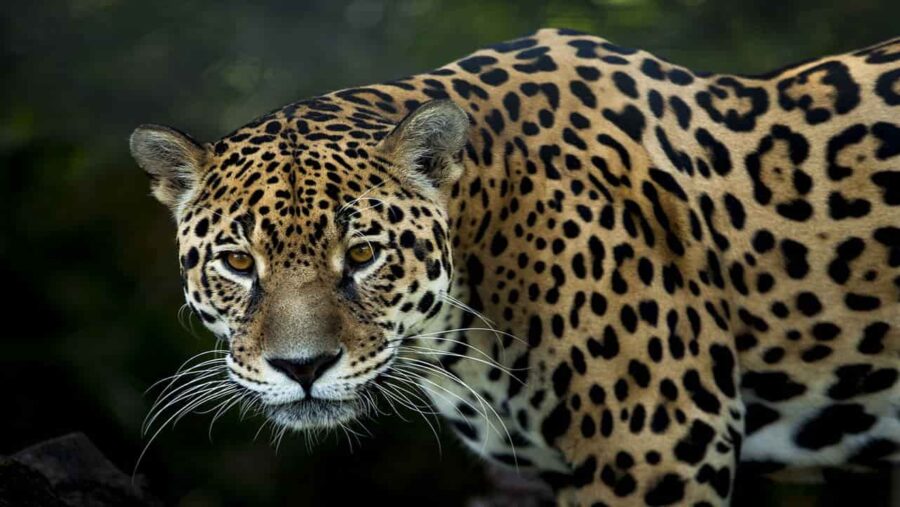 Unique Amazon Rainforest Animals to Spot in the Wild