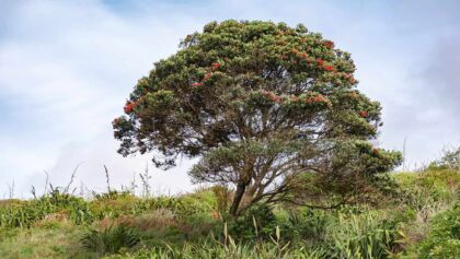 The Most Beautiful & Fascinating Amazon Rainforest Plants