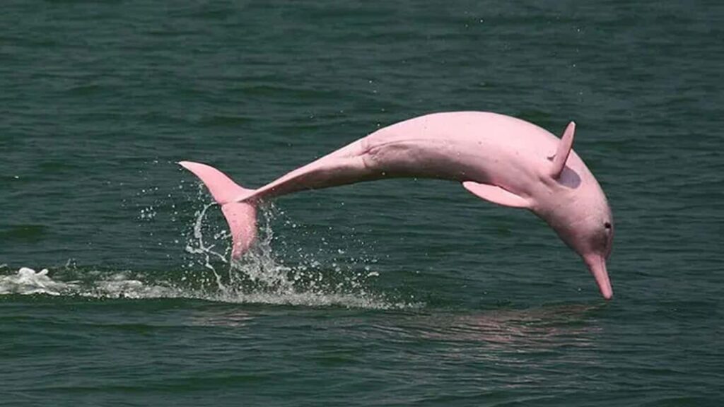 Unique Amazon Rainforest Animals to Spot in the Wild