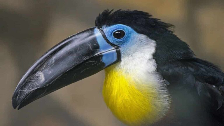 Unique Amazon Rainforest Animals to Spot in the Wild