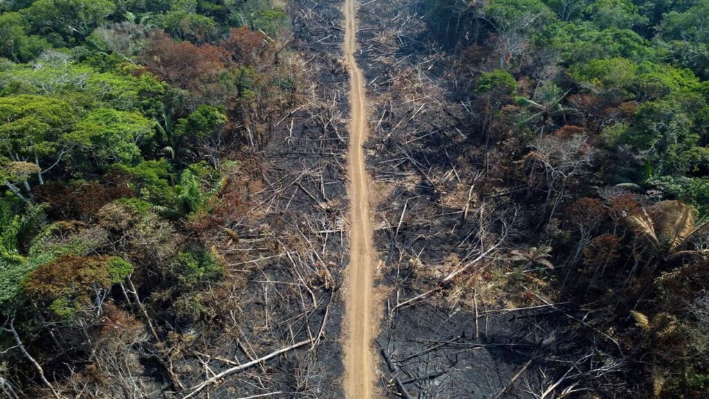 Amazon Rainforest Deforestation: 11 Facts of Forest Loss + Stats