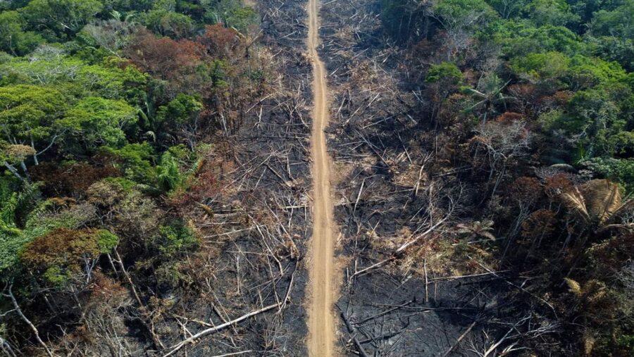 Amazon Rainforest Deforestation 11 Facts Of Forest Loss Stats