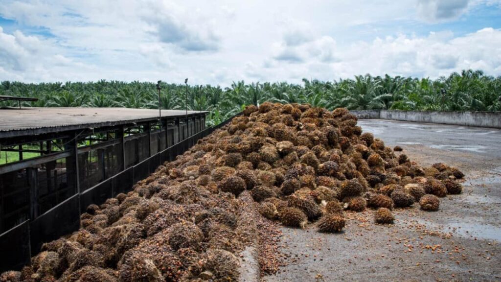 Palm Oil Deforestation: Environmental Impact and Solutions