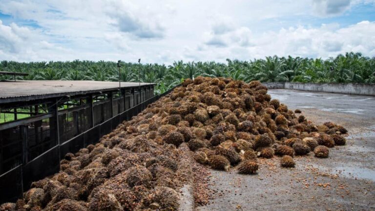 Palm Oil Deforestation: Environmental Impact and Solutions