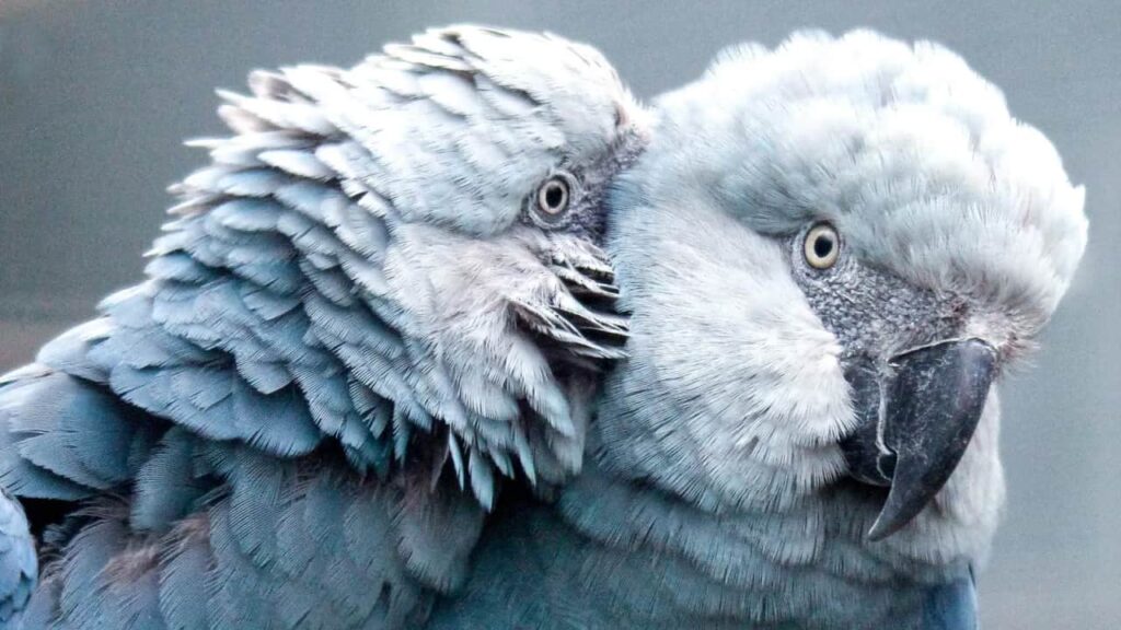 Spix Macaw Parrot: An Inspiration for The "Rio" Film