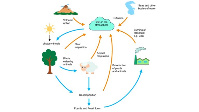 How Deforestation Disrupts the Carbon Cycle? - 2025