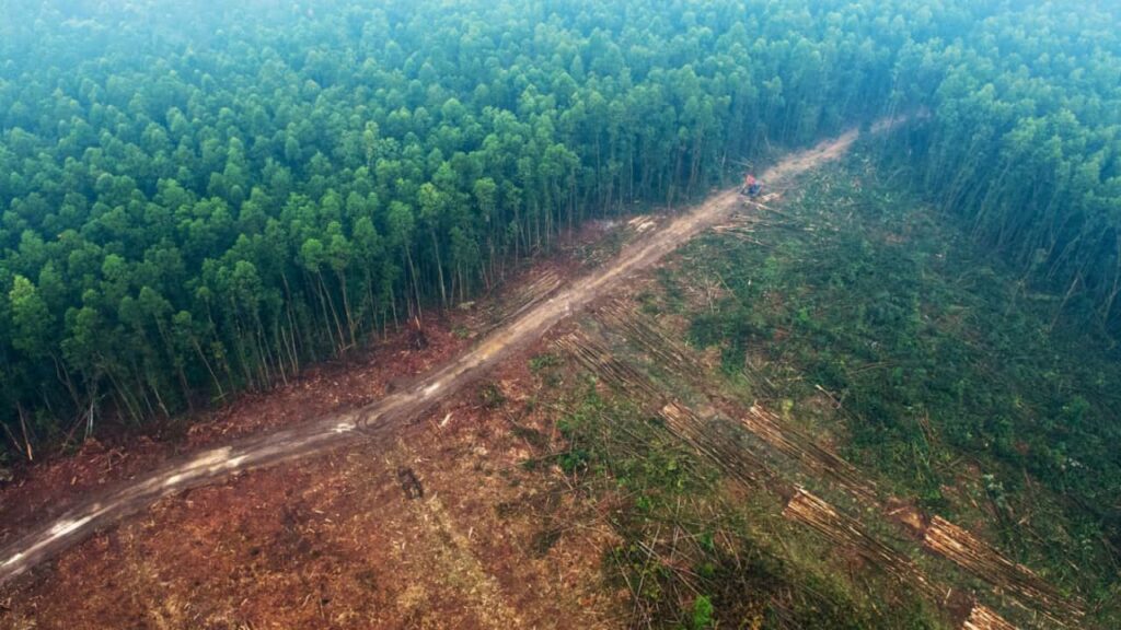 How Does Deforestation Affect the Water Cycle?