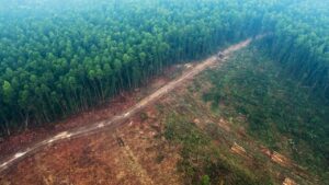 How Does Deforestation Affect the Water Cycle?