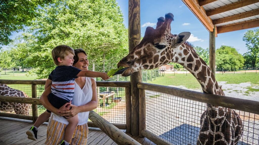 Best Drive Thru Safari Parks: See Amazing Wildlife from Your Car!