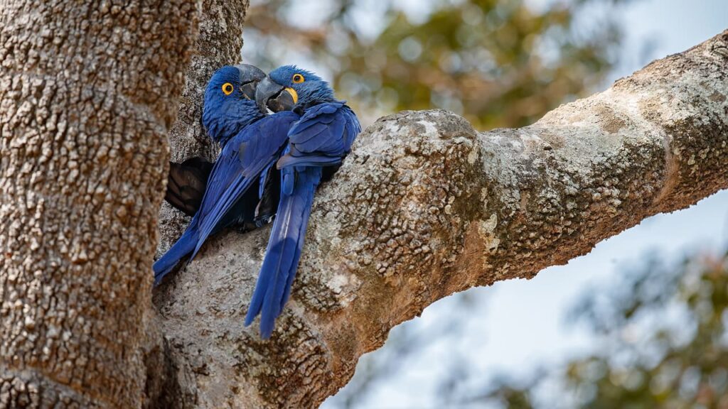Are the Blue Macaws Extinct or in Danger: HOW and WHY?