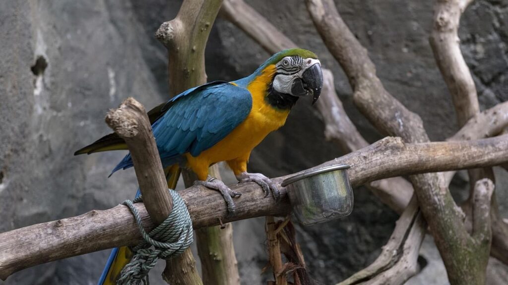 Blue and Gold Macaw Care Guide: Diet, Habitat & Training Tips