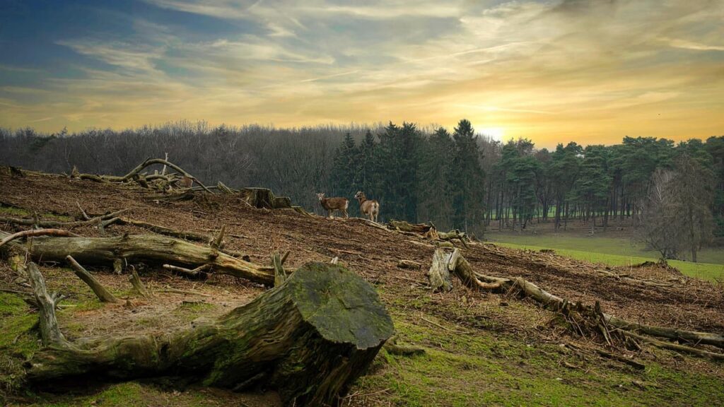 Impact of Deforestation on Biodiversity: Causes, Effects & Solutions