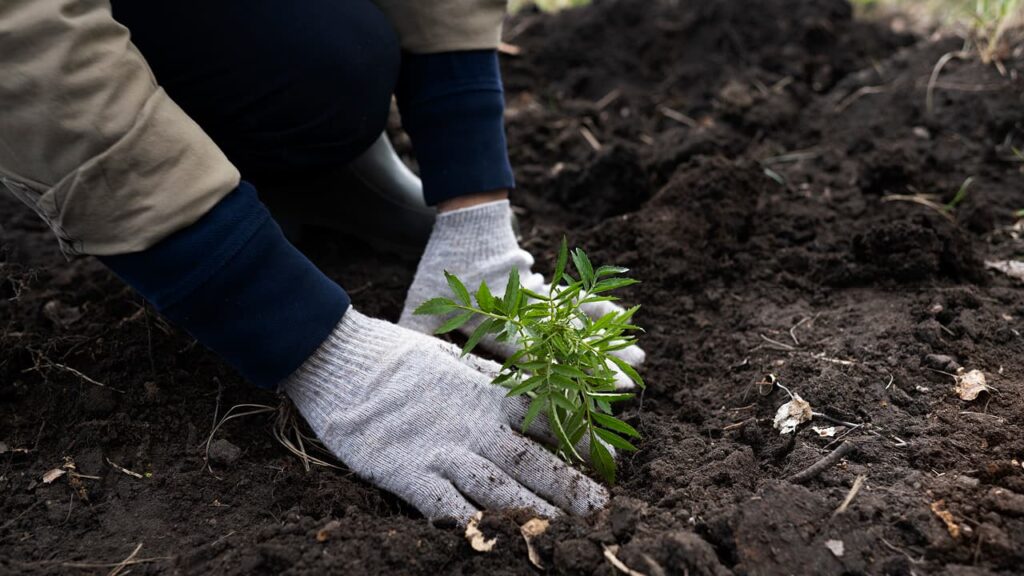 What Is Reforestation? Importance, Benefits & How It Works - 2025