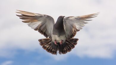 How to Get Rid of Pigeons? - Pigeon Control Guide