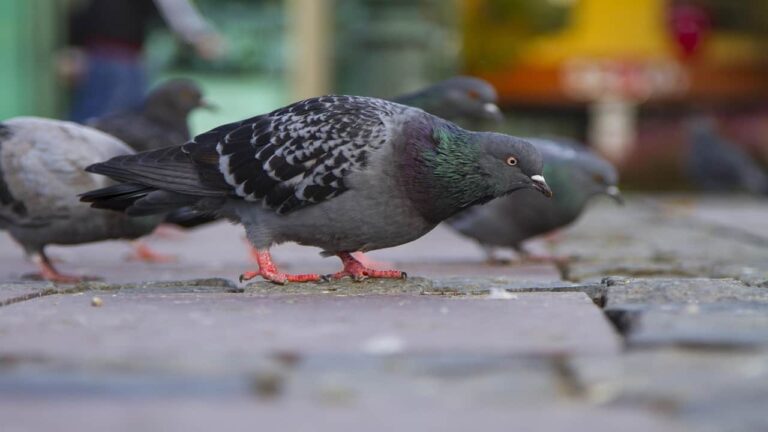 How to Get Rid of Pigeons? - Pigeon Control Guide