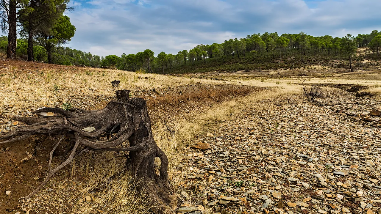 How Does Deforestation Affect the Water Cycle?